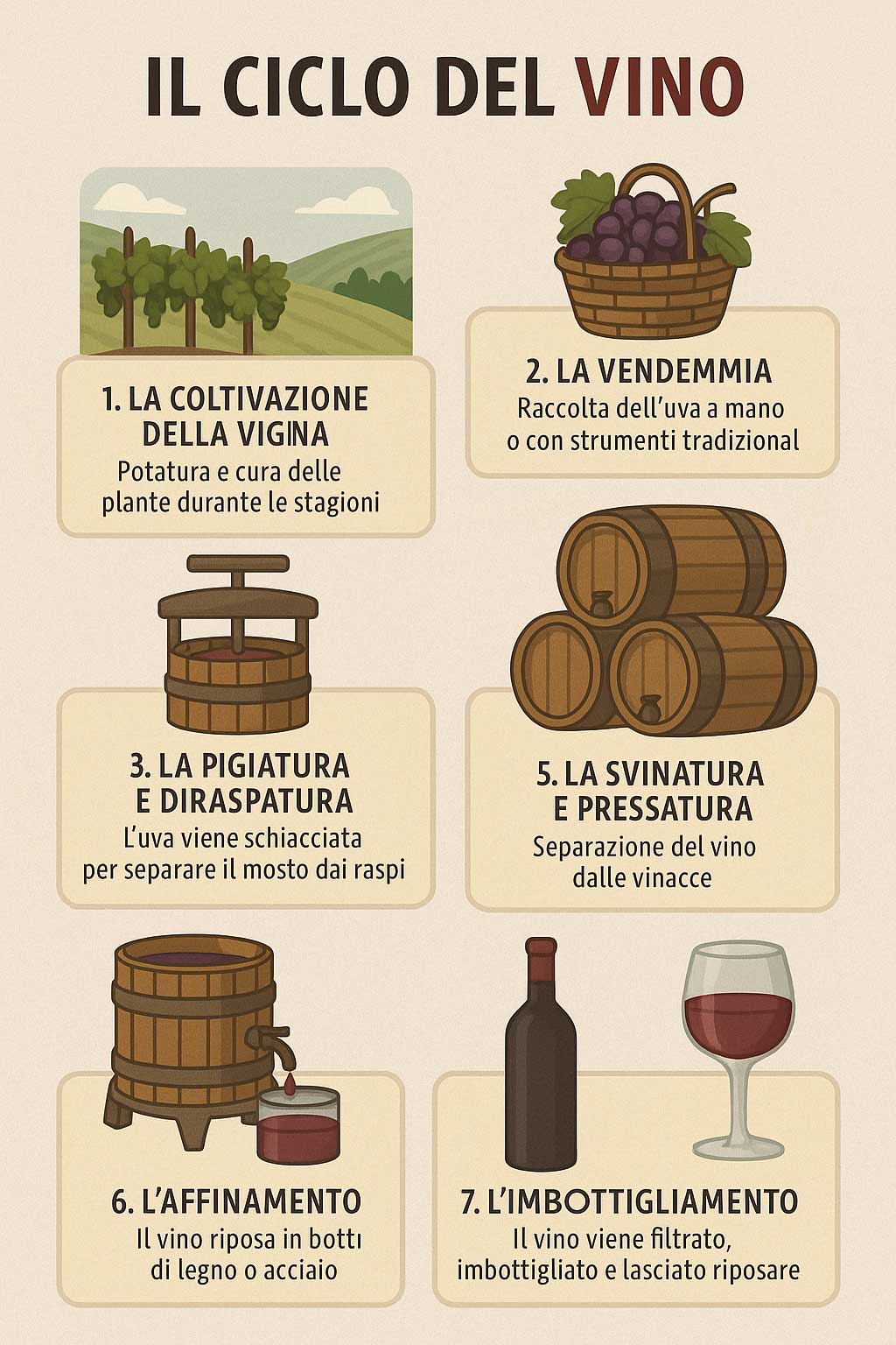 Ciclo del Vino – La Casa del Contadino